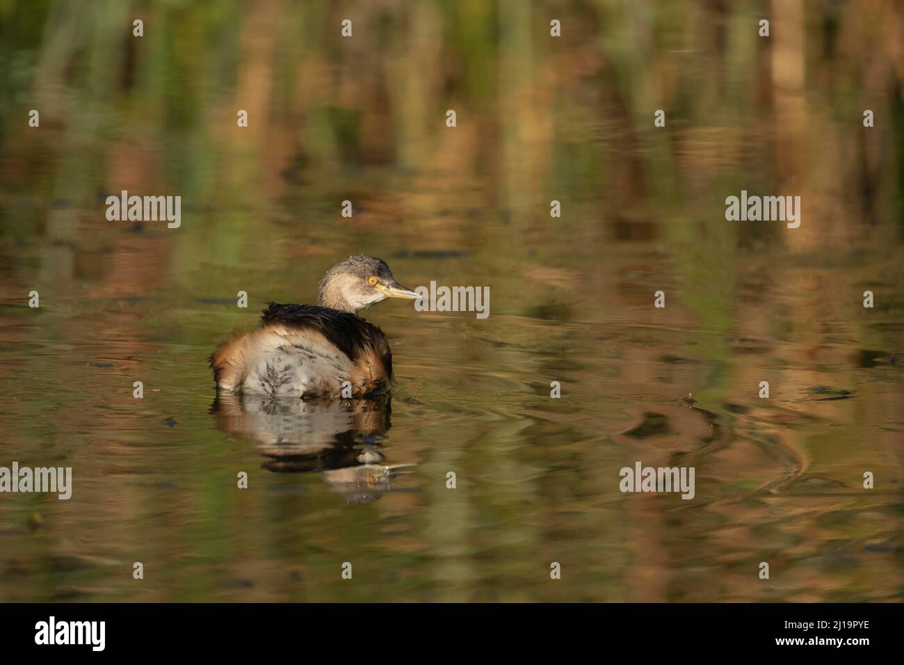 Australasian grebe (Tachybaptus novaehollandiae) adult bird in winter ...