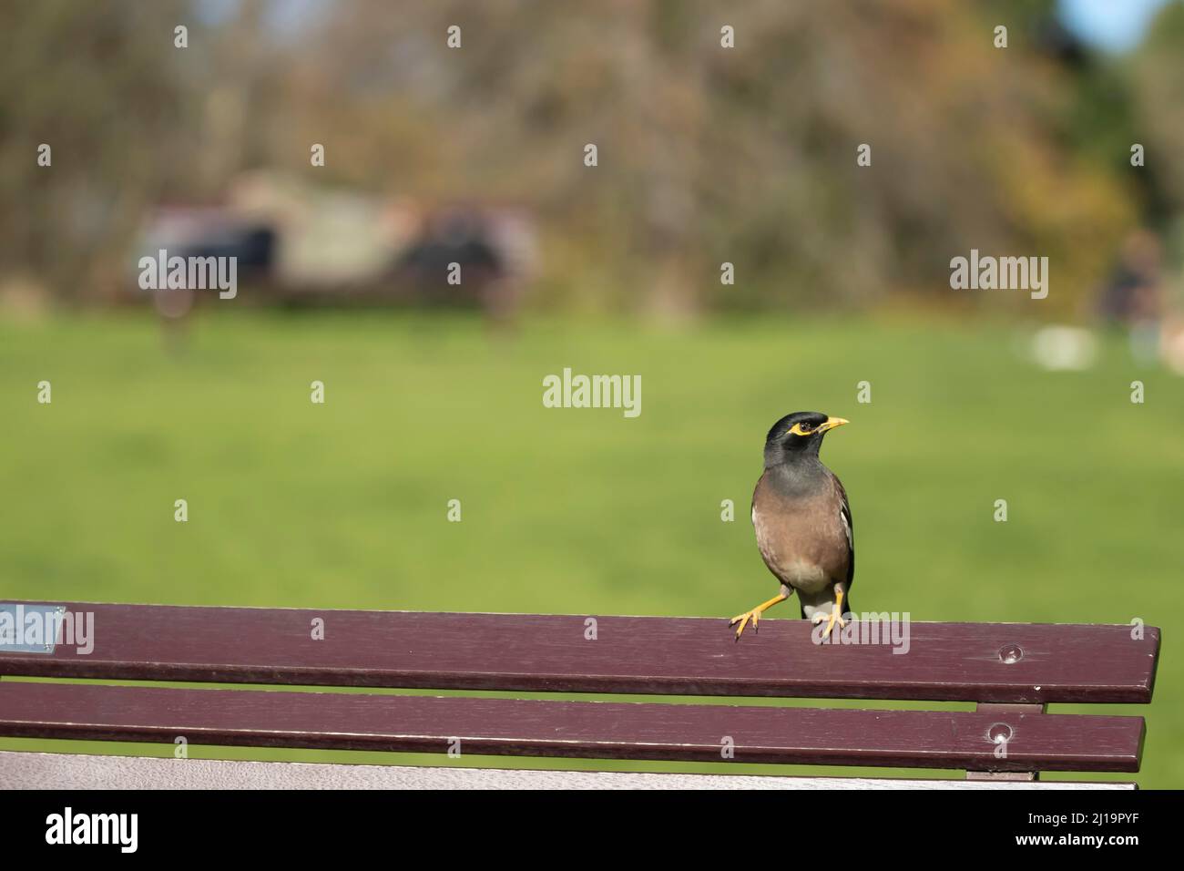 Common myna (Acridotheres tristis) adult bird on a park bench ...