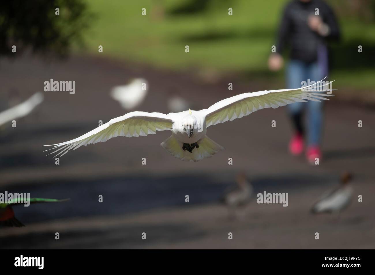 Sulphur-crested cockatoo (Cacatua galerita) adult bird in flight ...