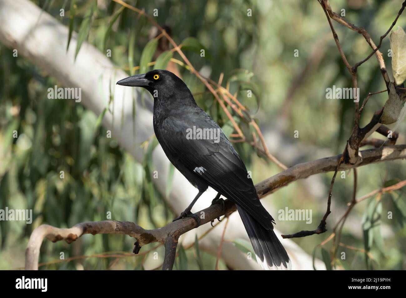 Currawong bird hi-res stock photography and images - Alamy