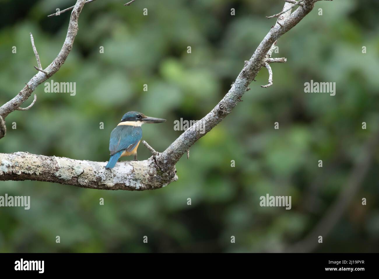 Forest kingfisher (Todiramphus macleayi) adult bird in a tree, Daintree ...