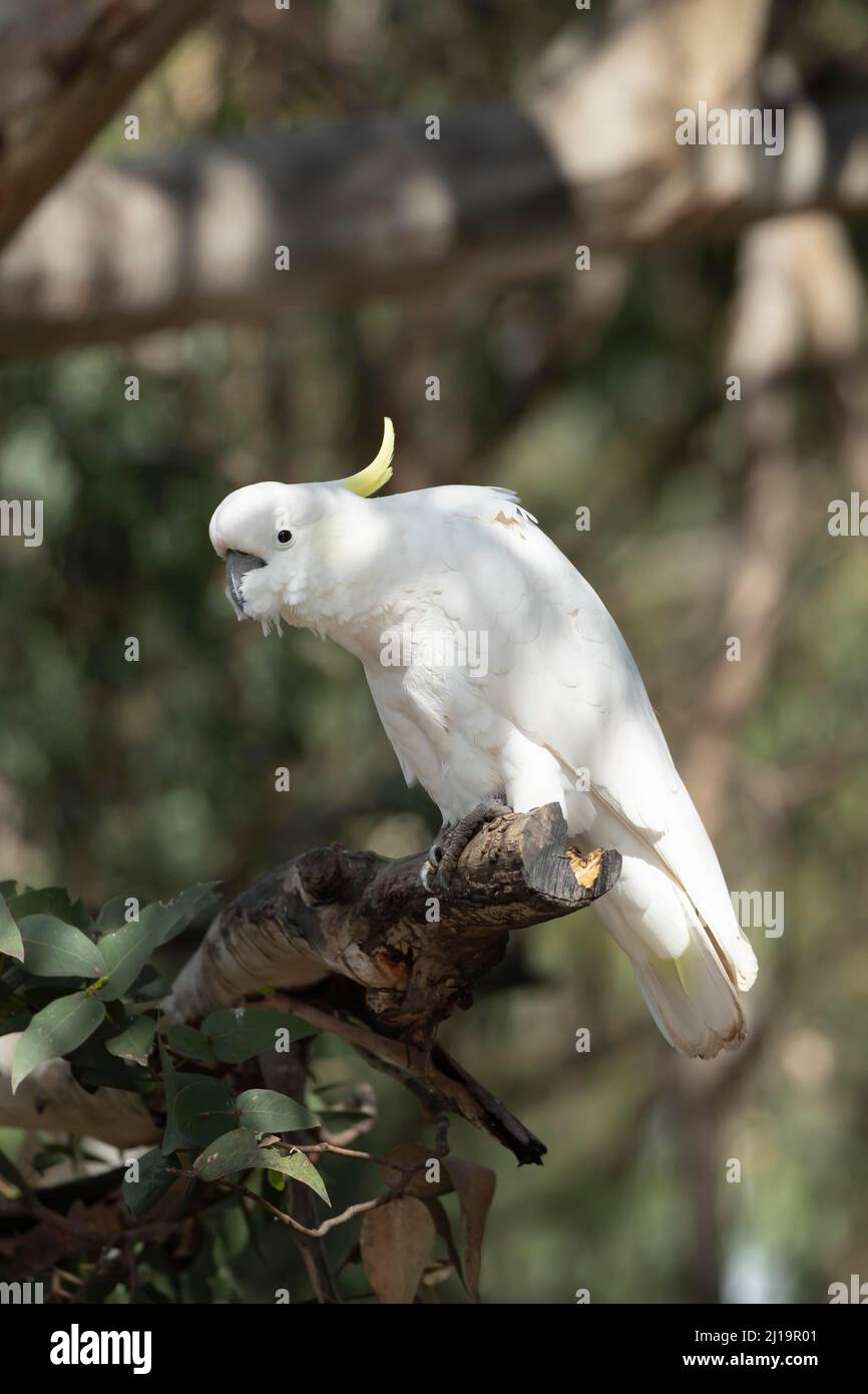 Sulphur-crested cockatoo (Cacatua galerita) adult bird in a tree ...