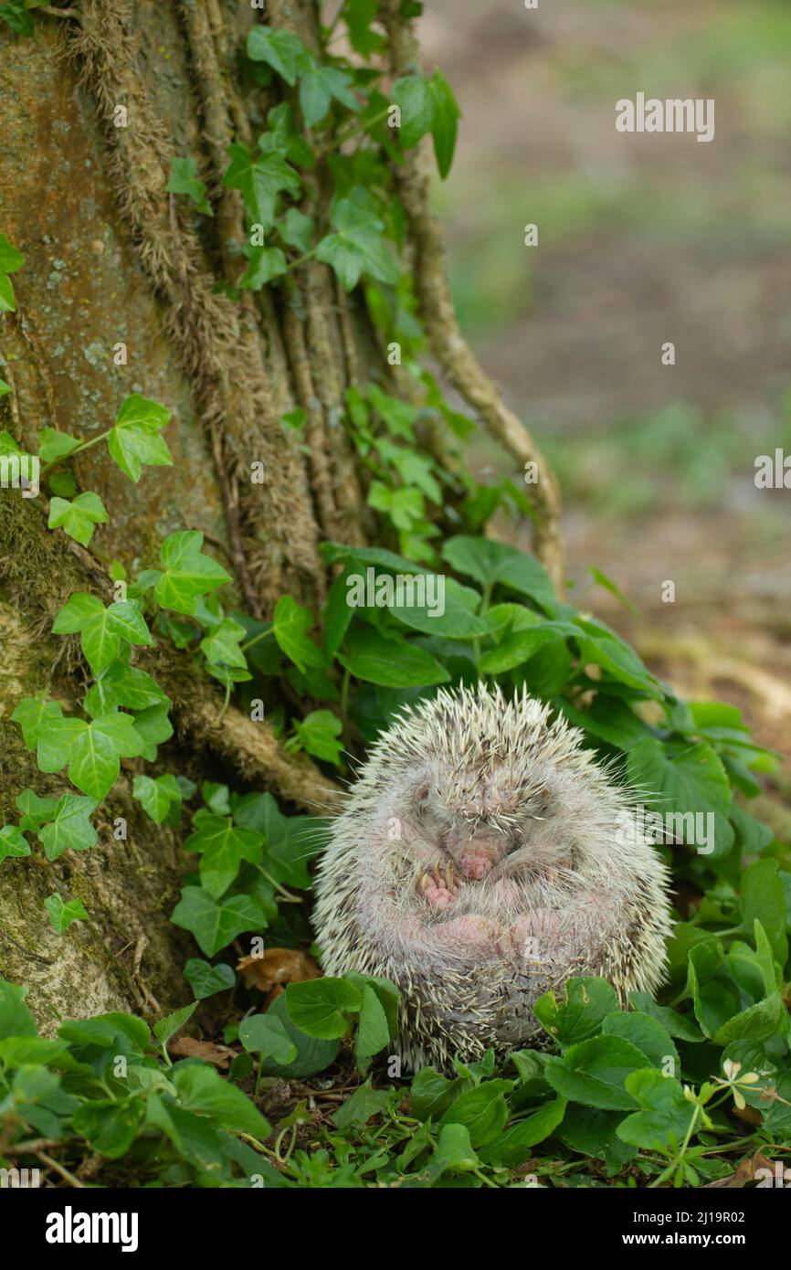Tree hedgehog hi-res stock photography and images - Alamy