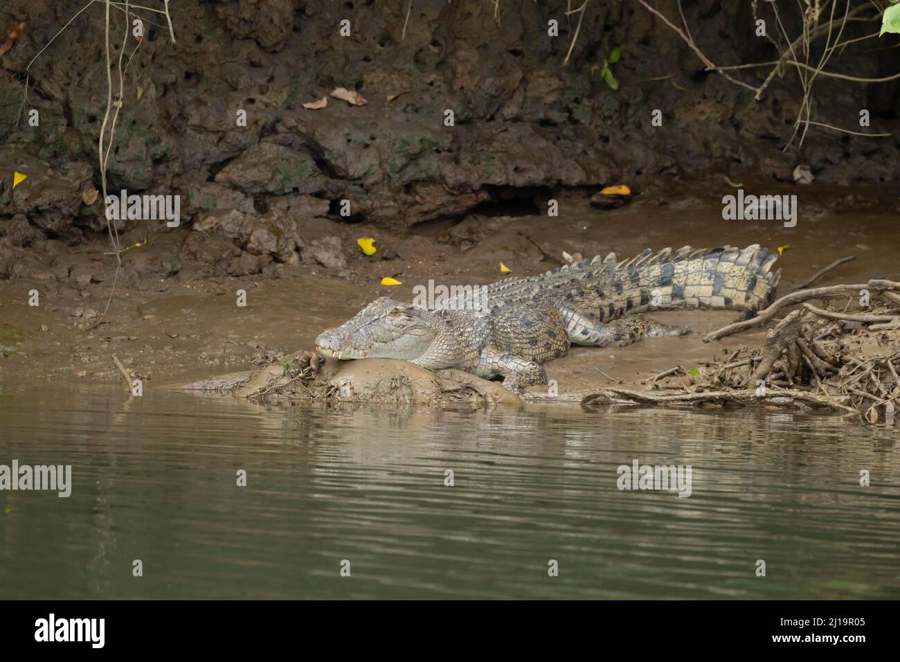 Saltwater crocodile (Crocodylus porosus) adult resting on a river bank ...
