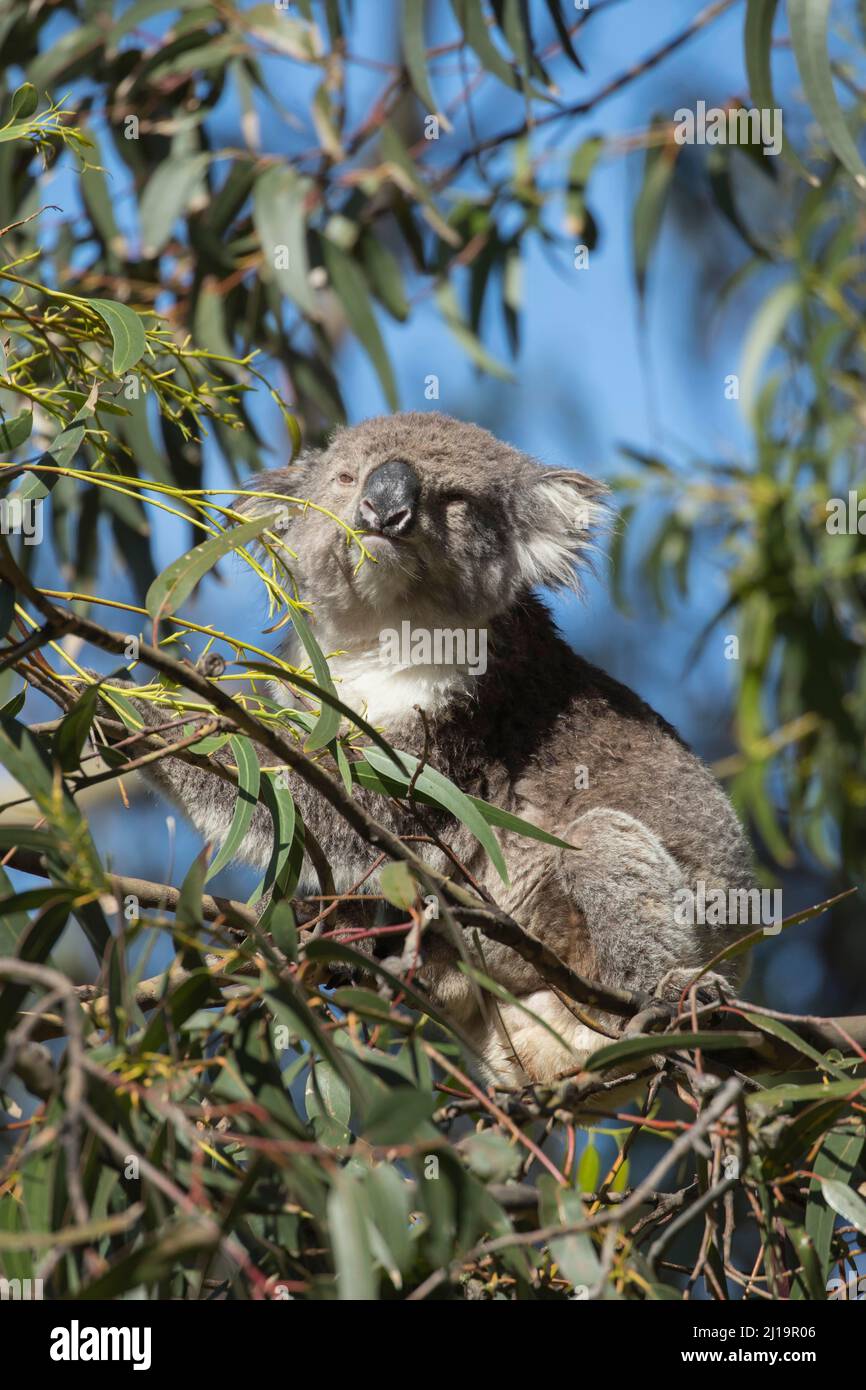 Koala (Phascolarctos cinereus) adult feeding in an Eucalyptus tree ...