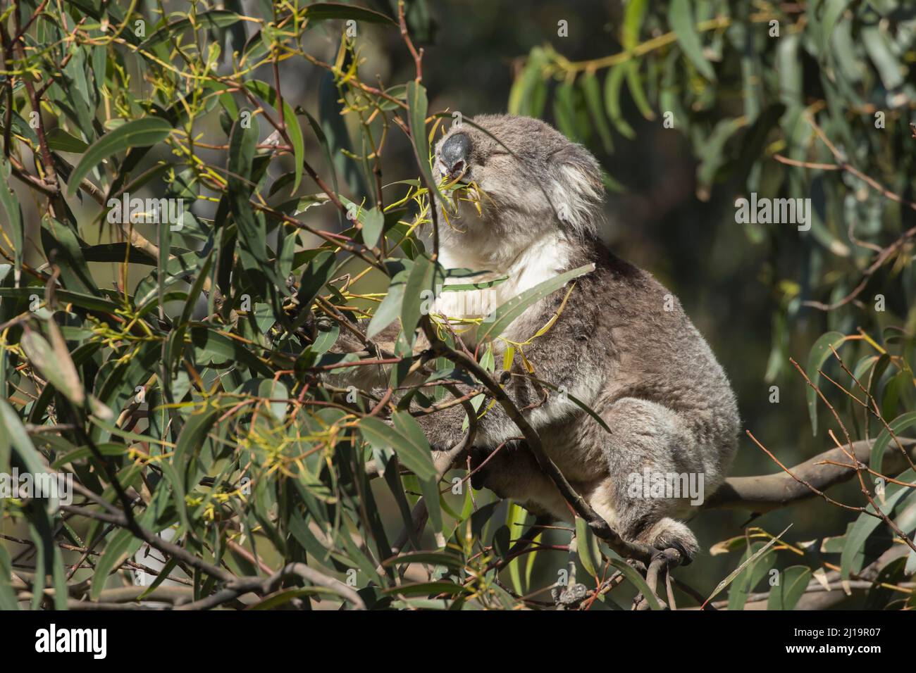 Koala (Phascolarctos cinereus) adult feeding in an Eucalyptus tree ...