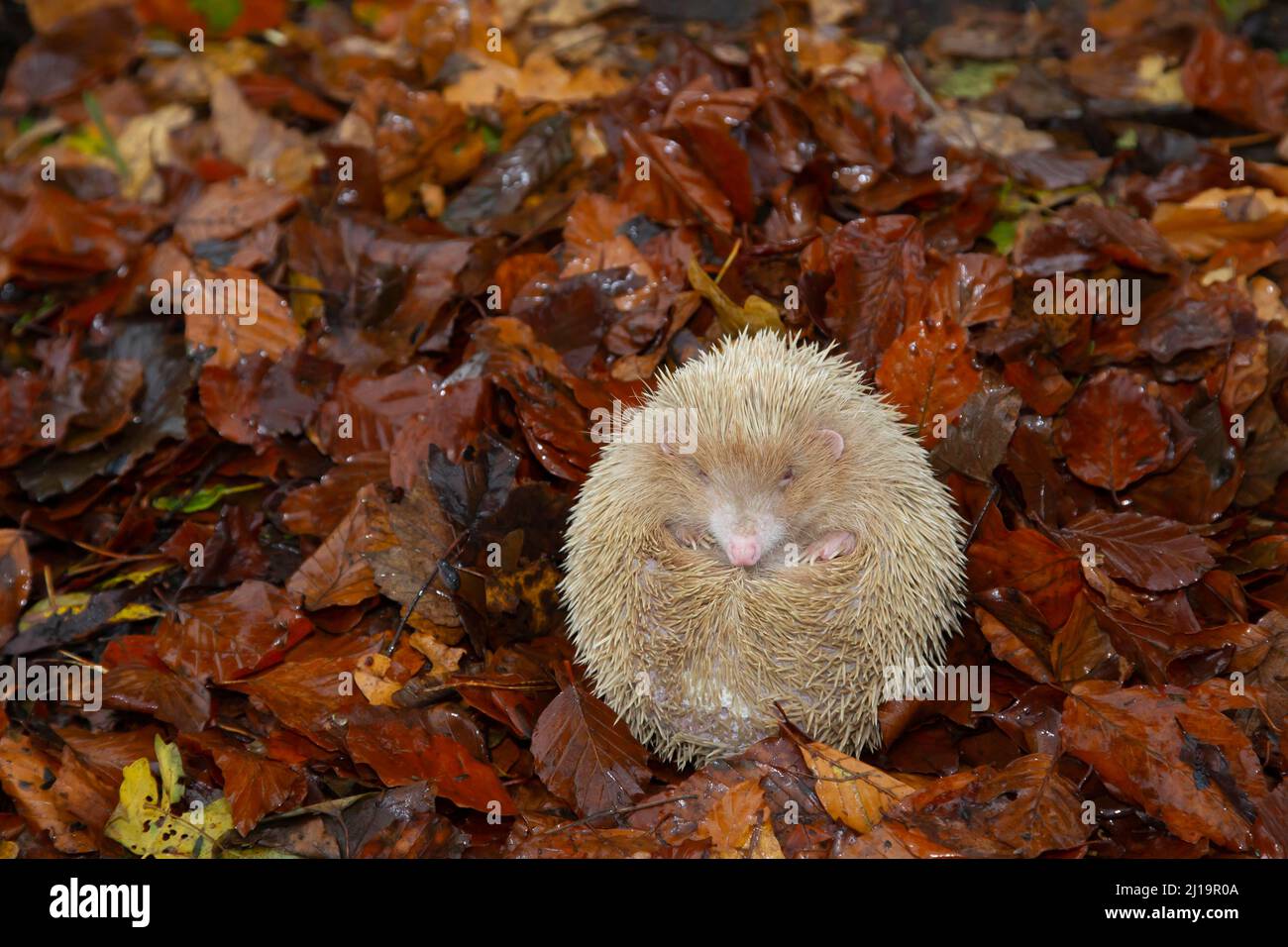 European Hedgehog (Erinaceus europaeus) albino, adult resting on fallen ...