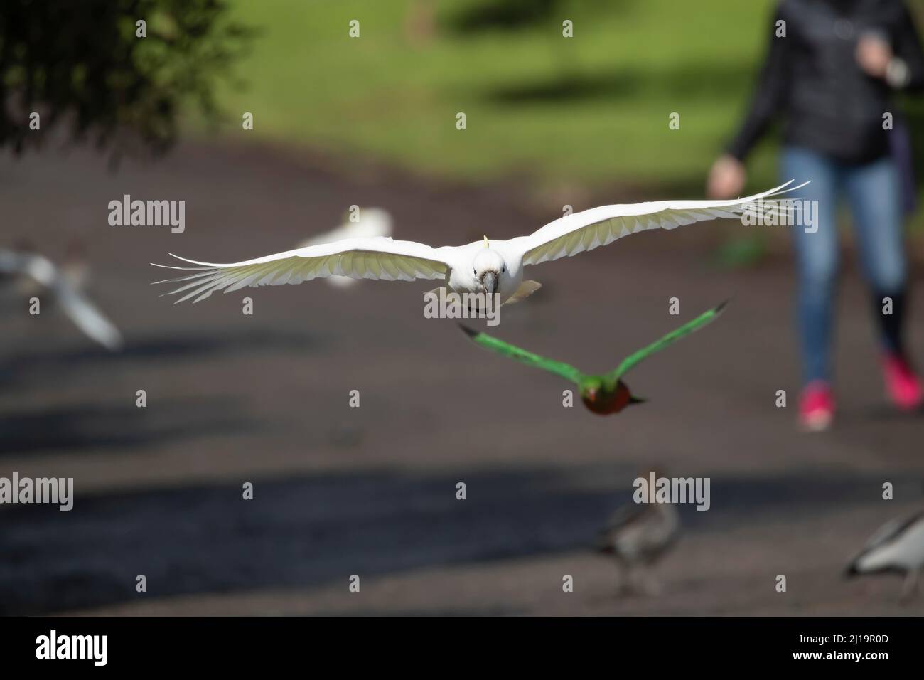 Sulphur-crested cockatoo (Cacatua galerita) adult bird in flight ...