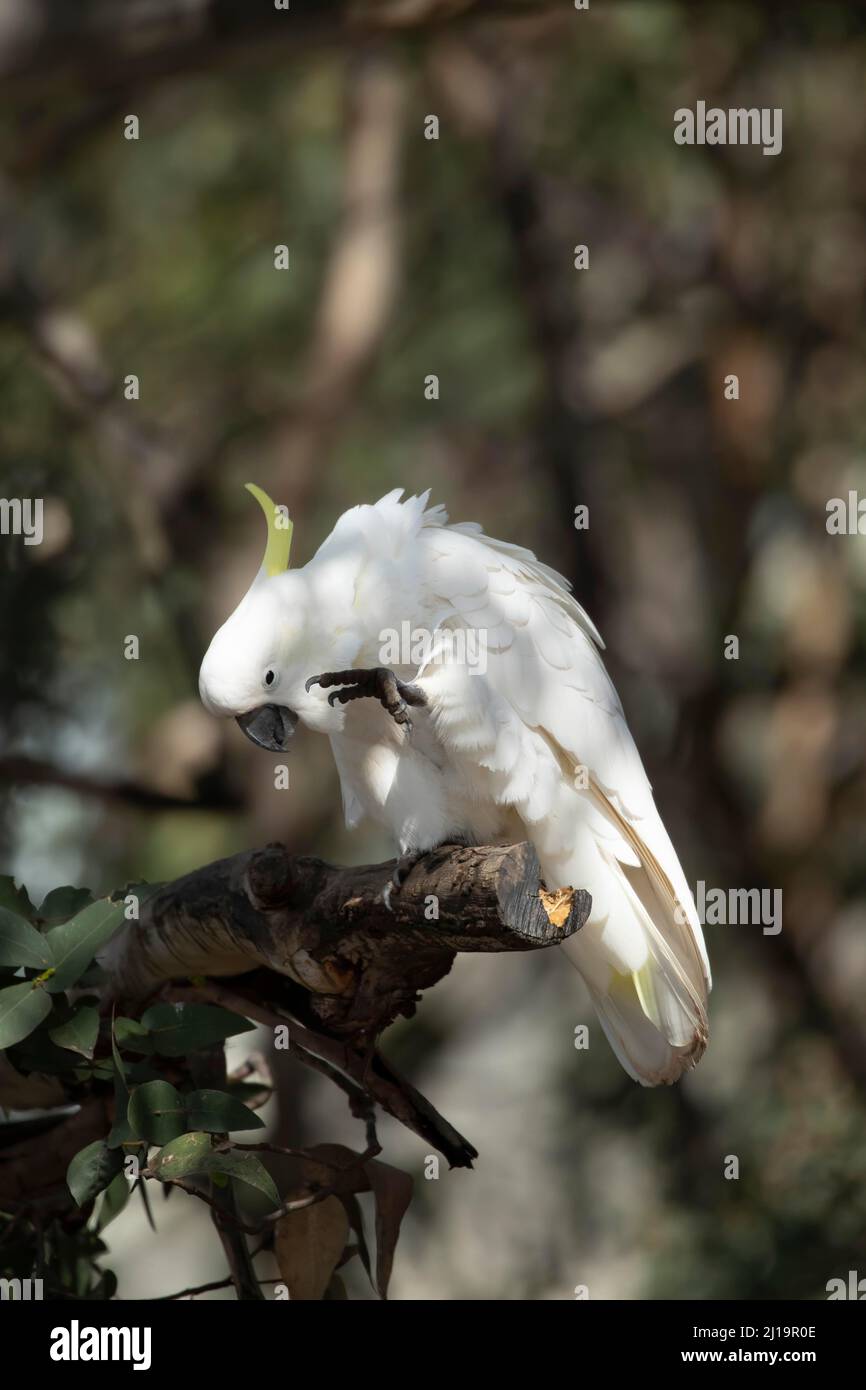 Sulphur-crested cockatoo (Cacatua galerita) adult bird preening itself ...