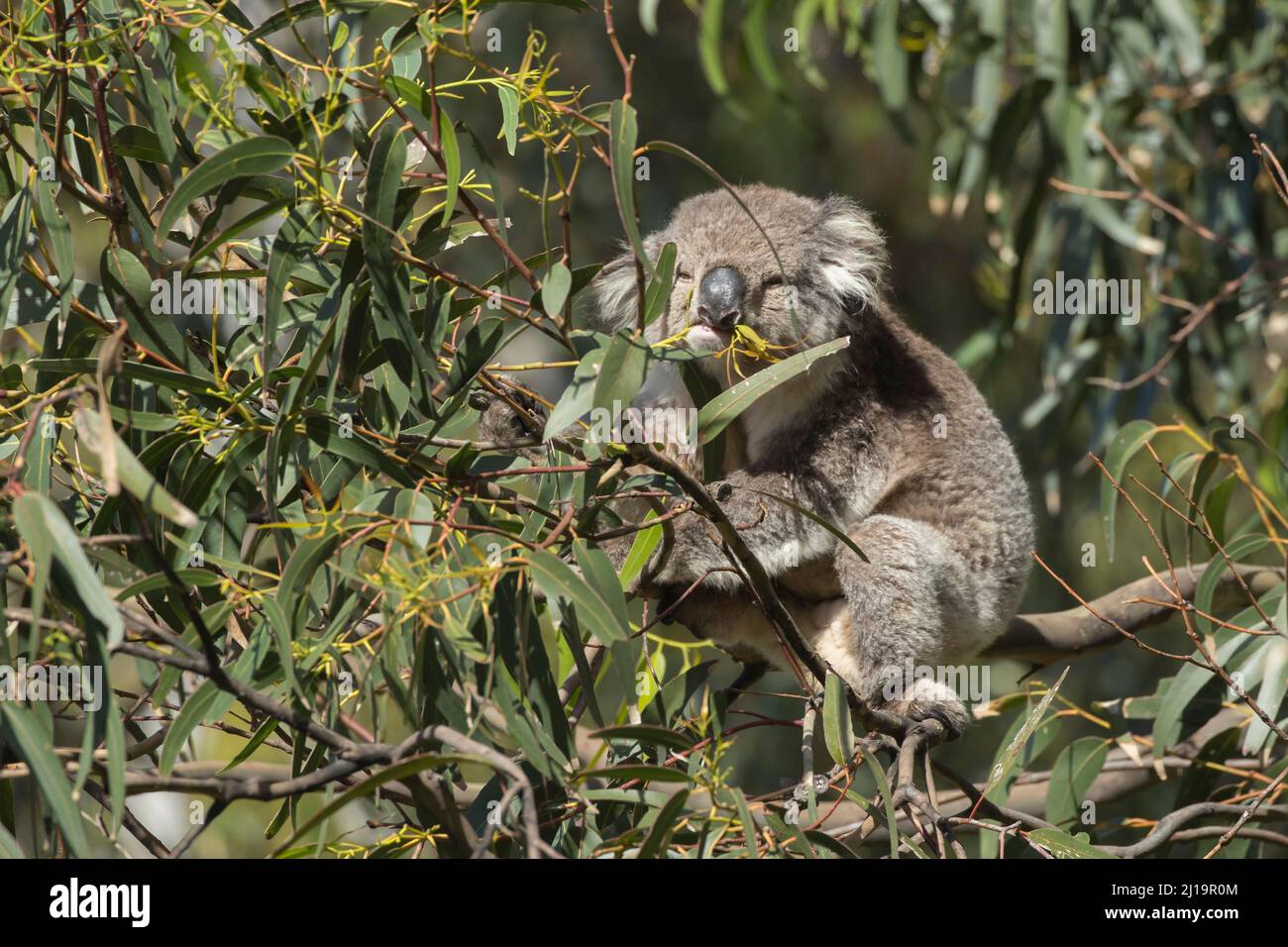 Koala (Phascolarctos cinereus) adult feeding in an Eucalyptus tree ...