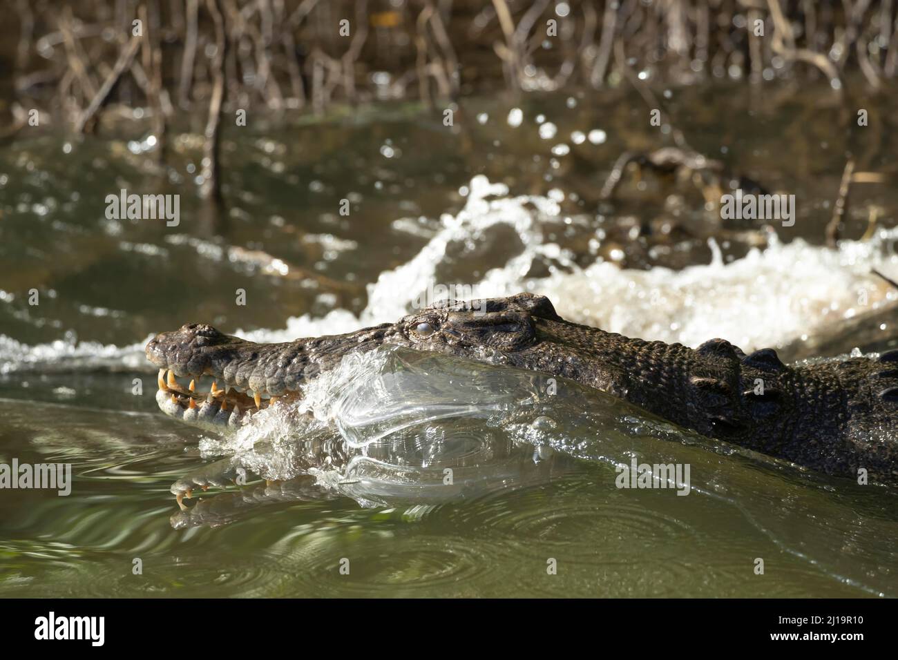 Saltwater crocodile (Crocodylus porosus) adult surging across a river ...