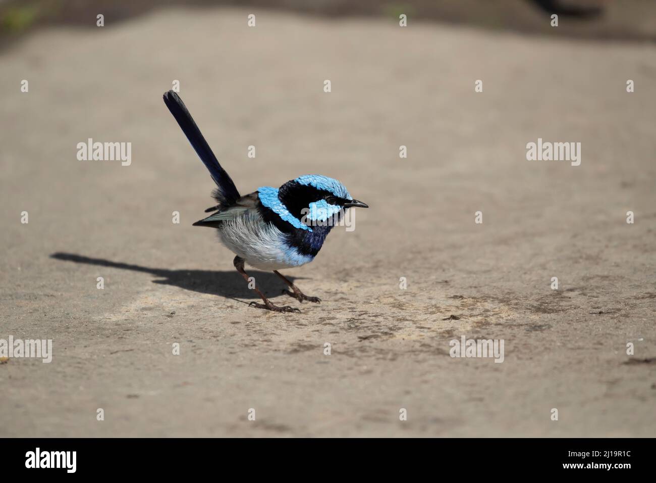 Superb fairy-wren (Malurus cyaneus) adult bird on a concrete driveway ...