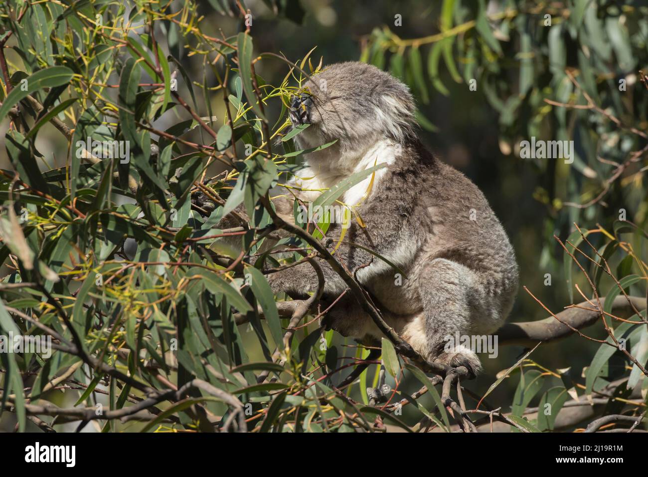 Koala (Phascolarctos cinereus) adult feeding in an Eucalyptus tree ...
