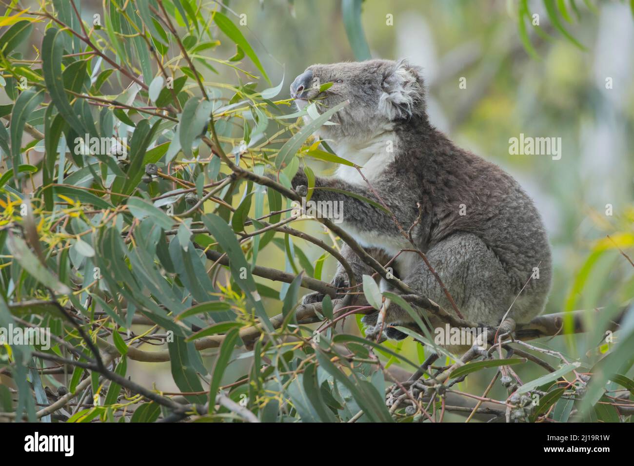 Koala (Phascolarctos cinereus) adult feeding in an Eucalyptus tree ...