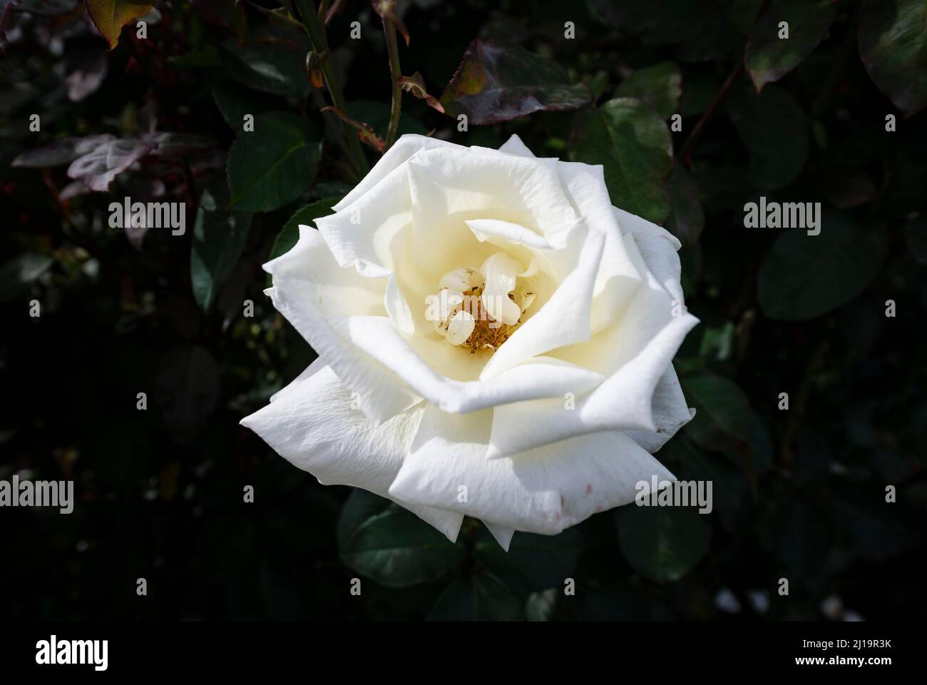 White shrub rose (Rosa), International Rose Test Garden, Portland ...