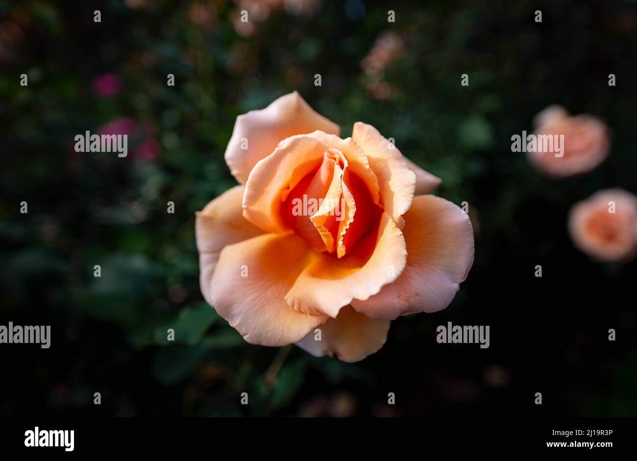 Portland shrub rose hi-res stock photography and images - Alamy