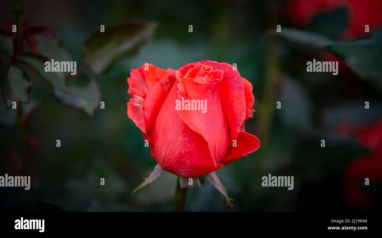Shrub rose (Rosa), red, International Rose Test Garden, Portland ...