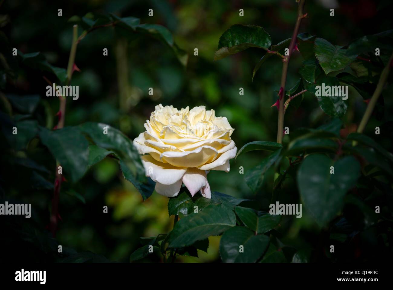 White shrub rose (Rosa), International Rose Test Garden, Portland ...