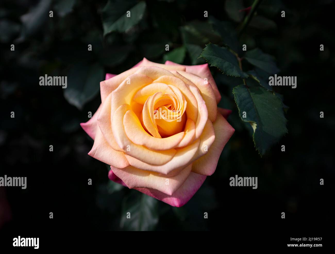 Portland shrub rose hi-res stock photography and images - Alamy