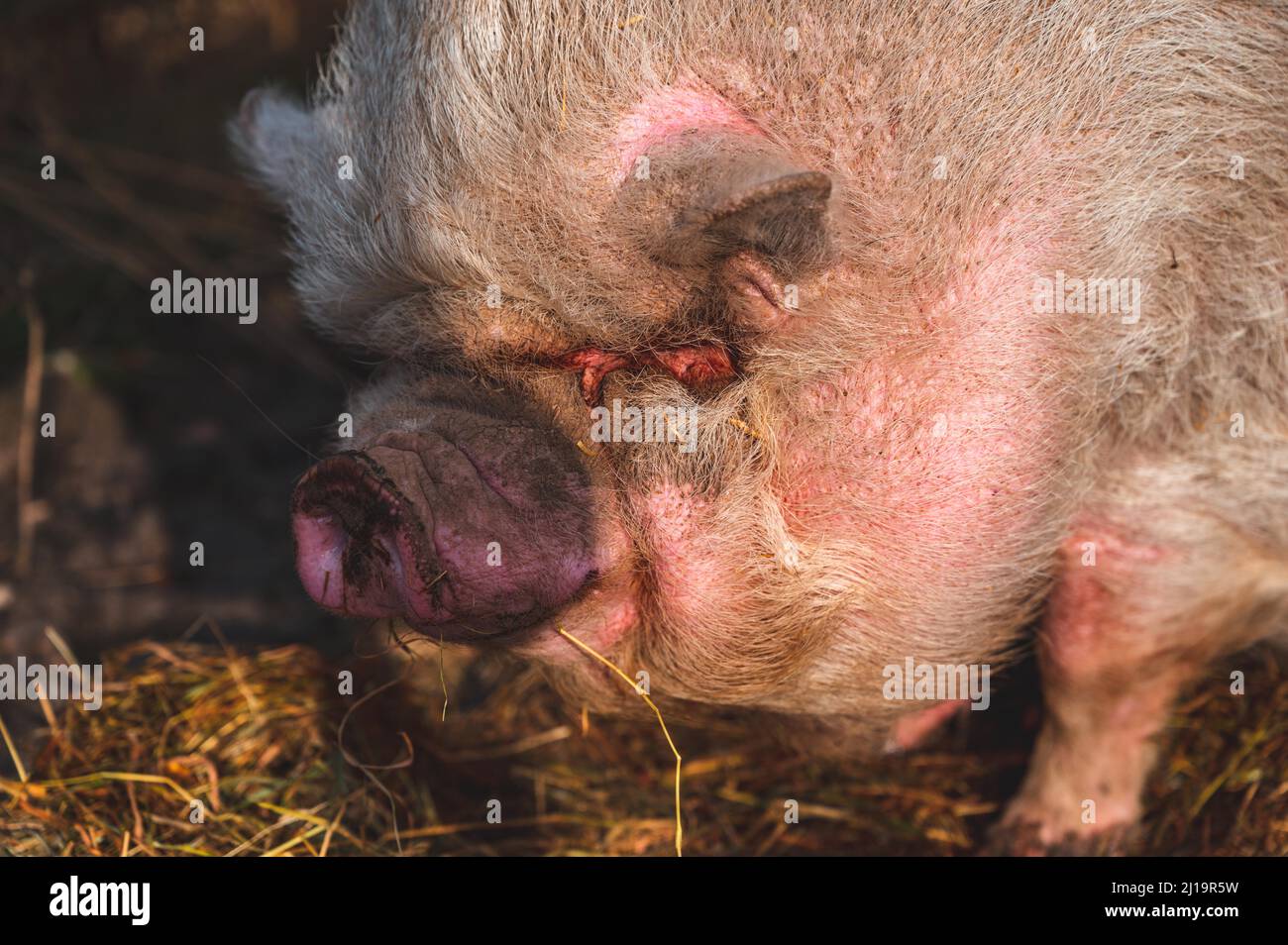 Pot-bellied pig (Sus scrofa domesticus) feeding in its enclosure ...