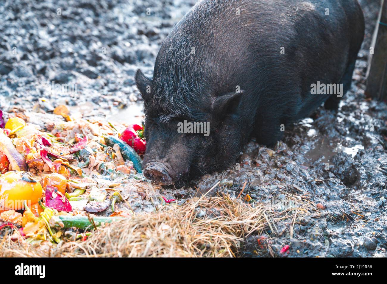 Pot-bellied pig (Sus scrofa domesticus) feeding in its enclosure ...