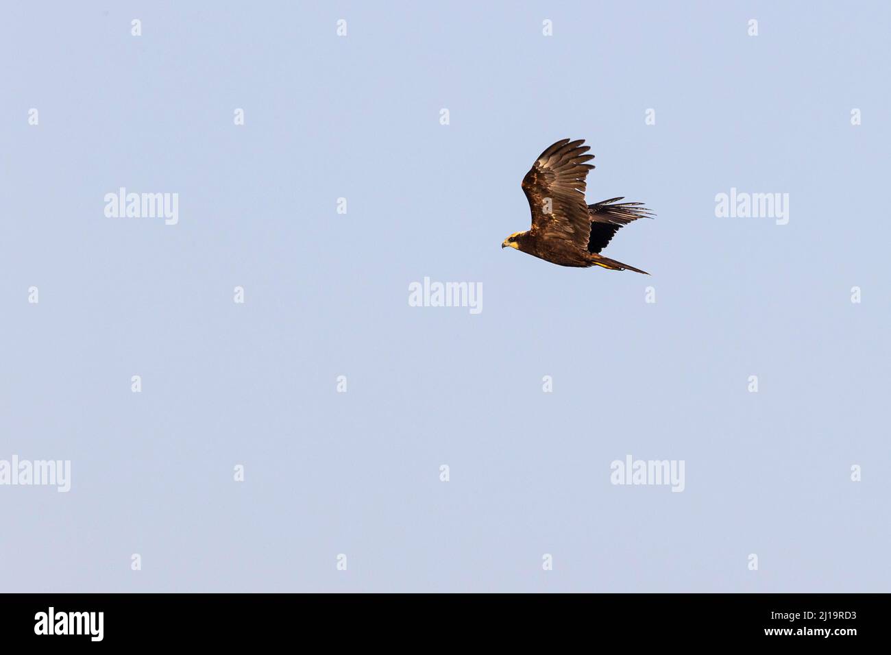 Western marsh-harrier (Circus aeruginosus), adult female in flight ...