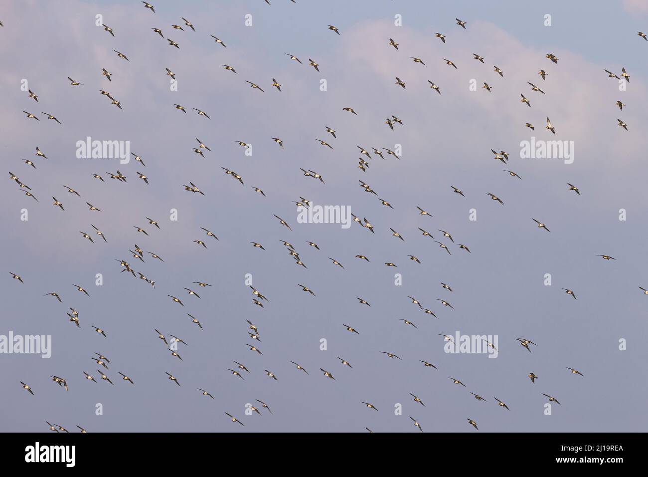 European golden plover (Pluvialis apricaria), flock in flight, Texel ...