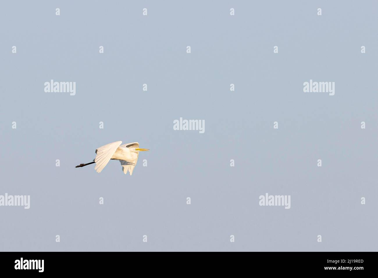 Great egret (Ardea alba), adult bird in flight, Texel, North Holland ...