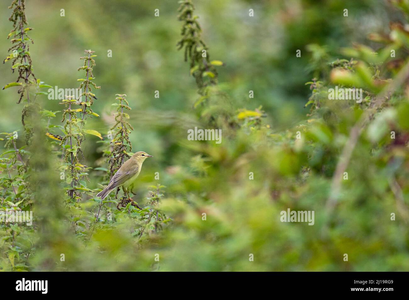 Willow warbler (Phylloscopus trochilus) sitting in a bush, Texel, North ...