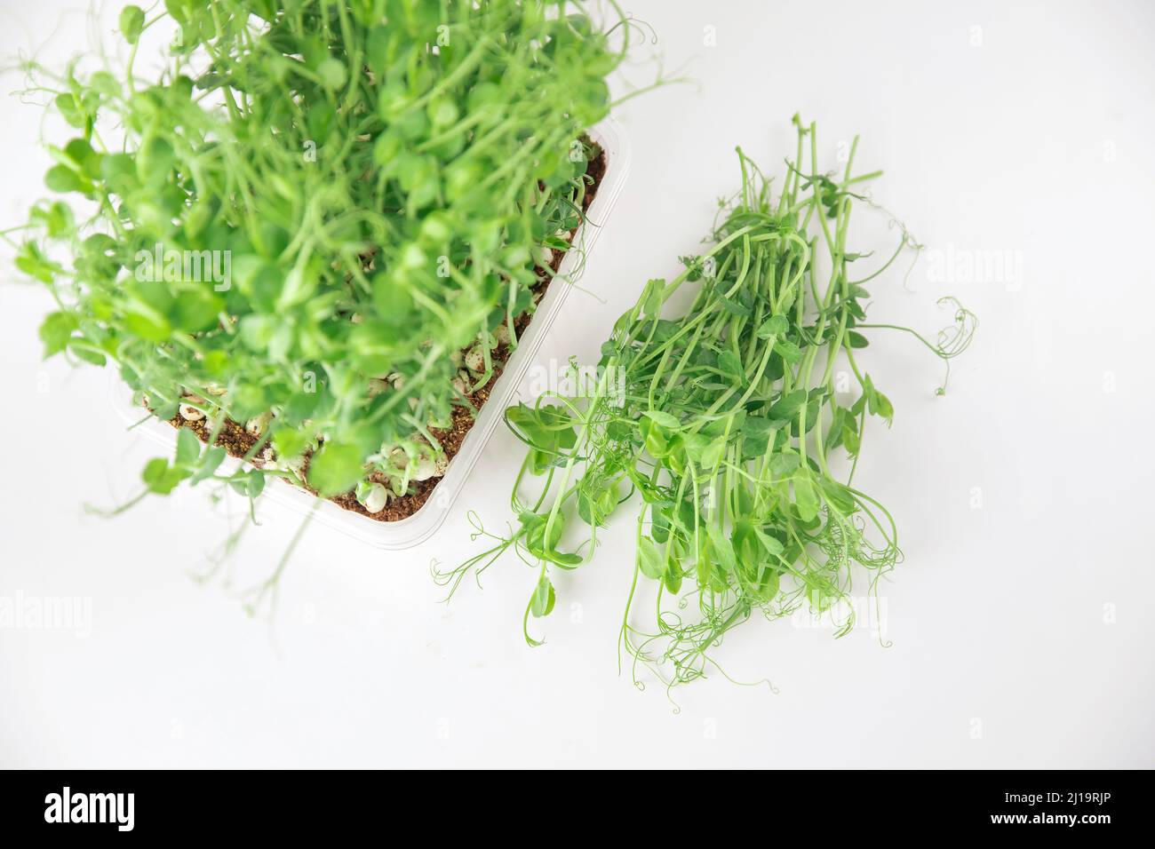 Microgreen sprouts baby beans hi-res stock photography and images - Alamy