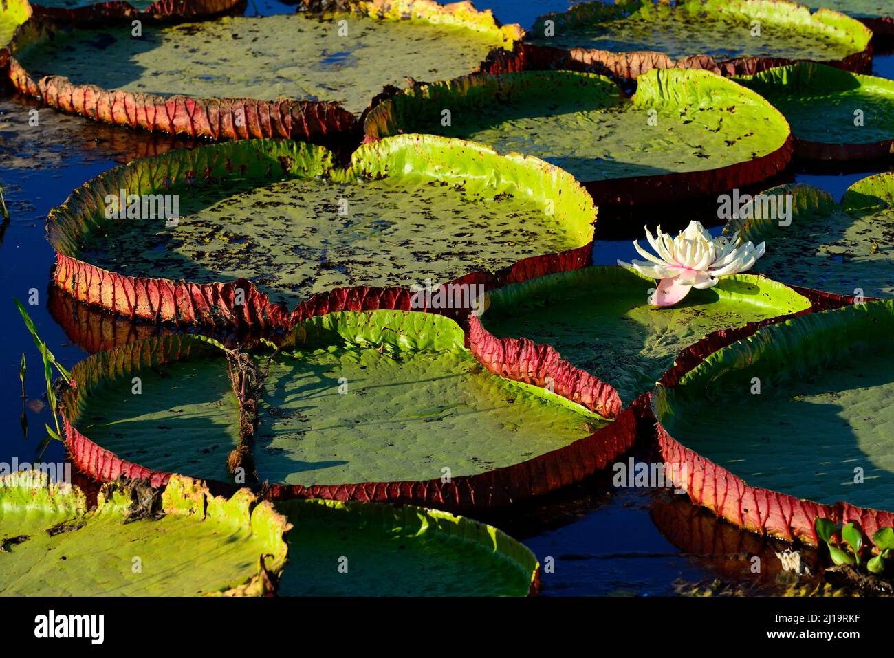 Leaves of the amazon water lily (Victoria amazonica) in the evening ...