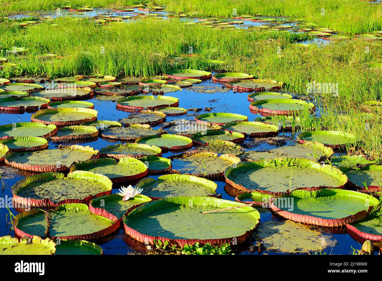 Leaves of the amazon water lily (Victoria amazonica) in the evening ...