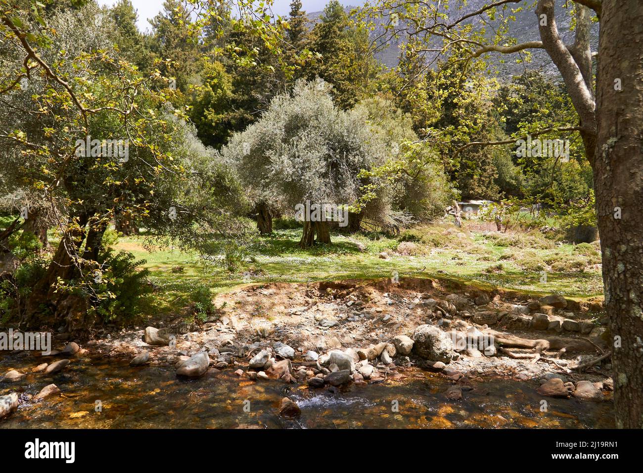 Spring in Crete, olive tree (oliva) in the centre of the picture ...