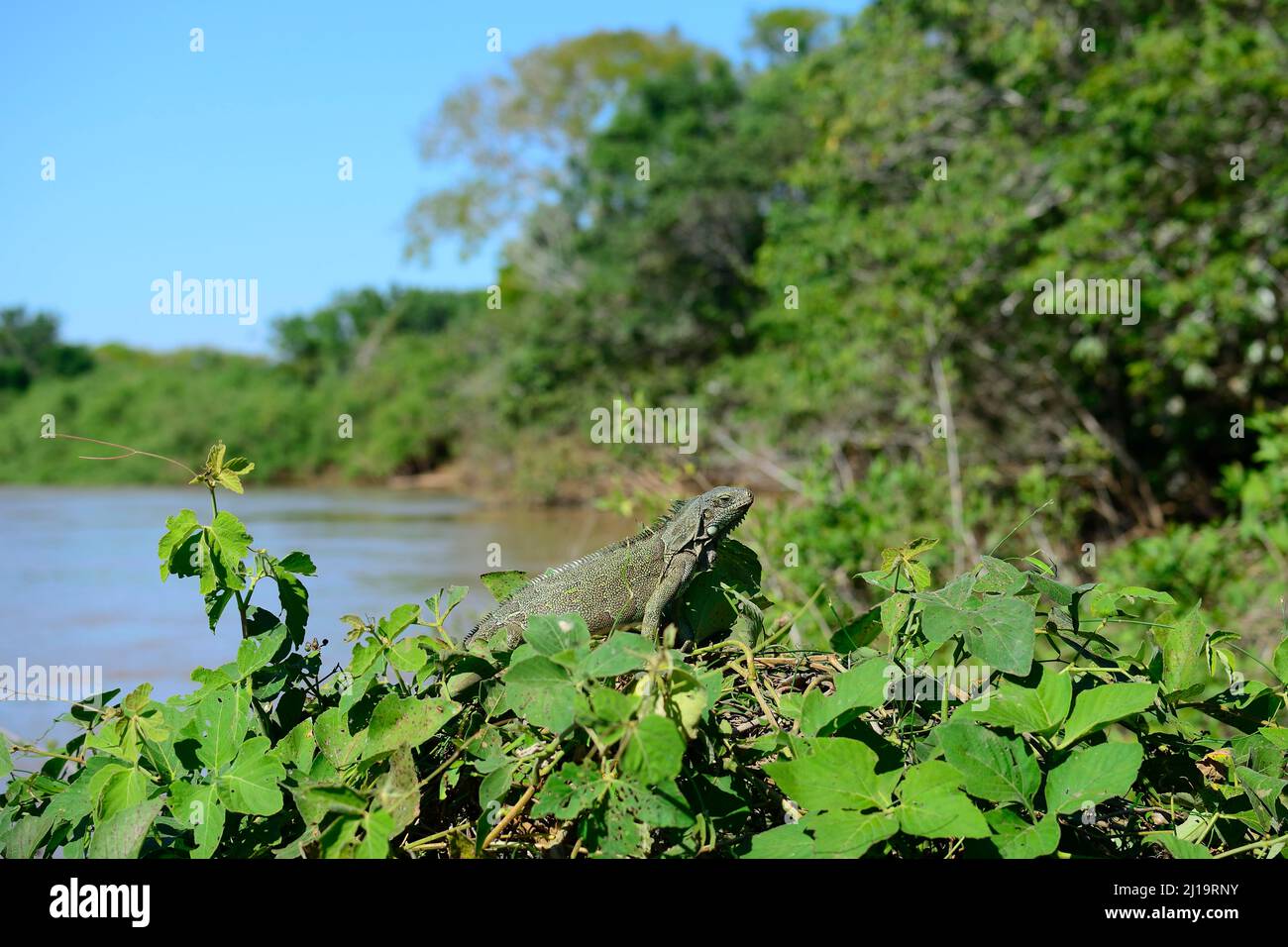 Green iguana (Iguana iguana) in a tree, Pantanal, Mato Grosso, Brazil ...