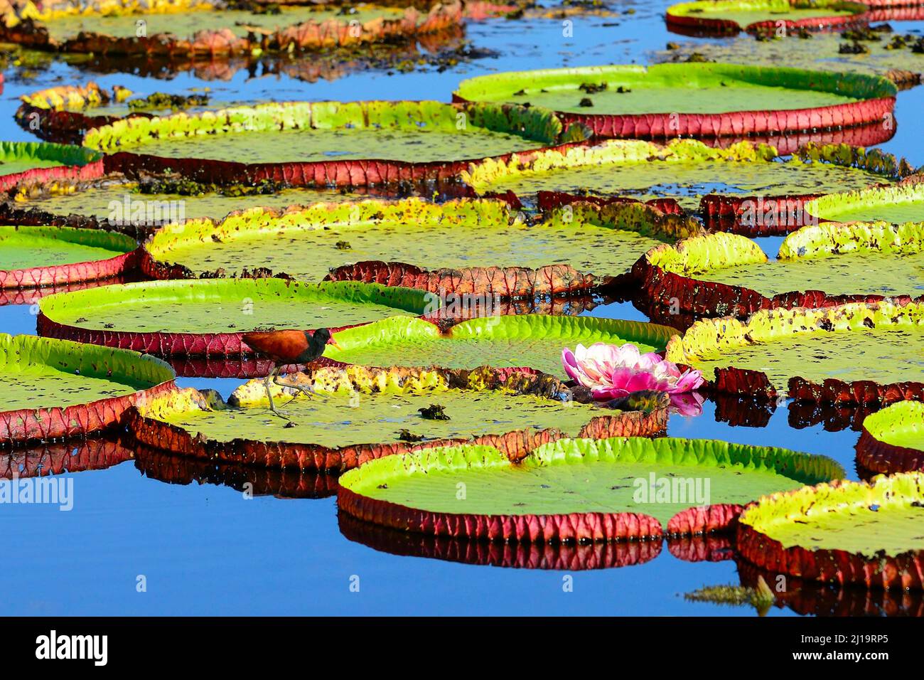 Pond with amazon water lily (Victoria amazonica), Pantanal, Mato Grosso ...
