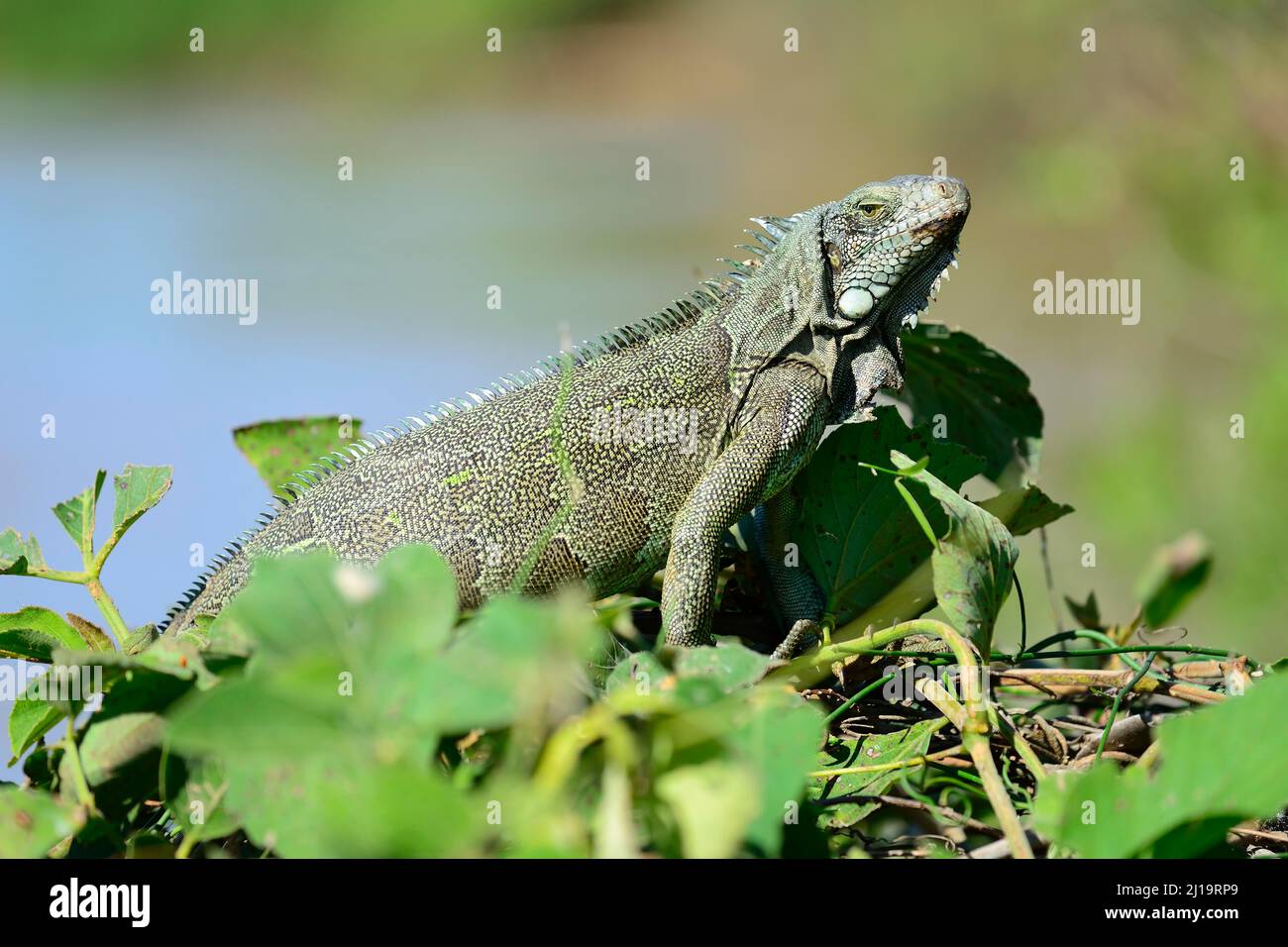 Green iguana (Iguana iguana) in a tree, Pantanal, Mato Grosso, Brazil ...