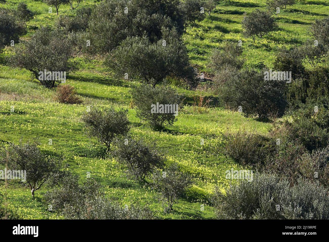 Spring in Crete, Olive trees (Oliva) on green meadow covered with ...
