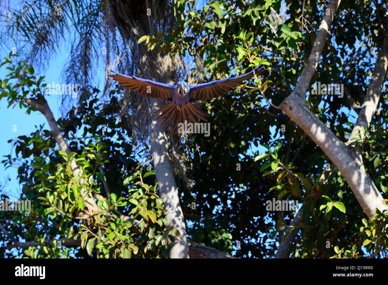 Hyacinth macaws (Anodorhynchus hyacinthinus) in the branches of a tree ...