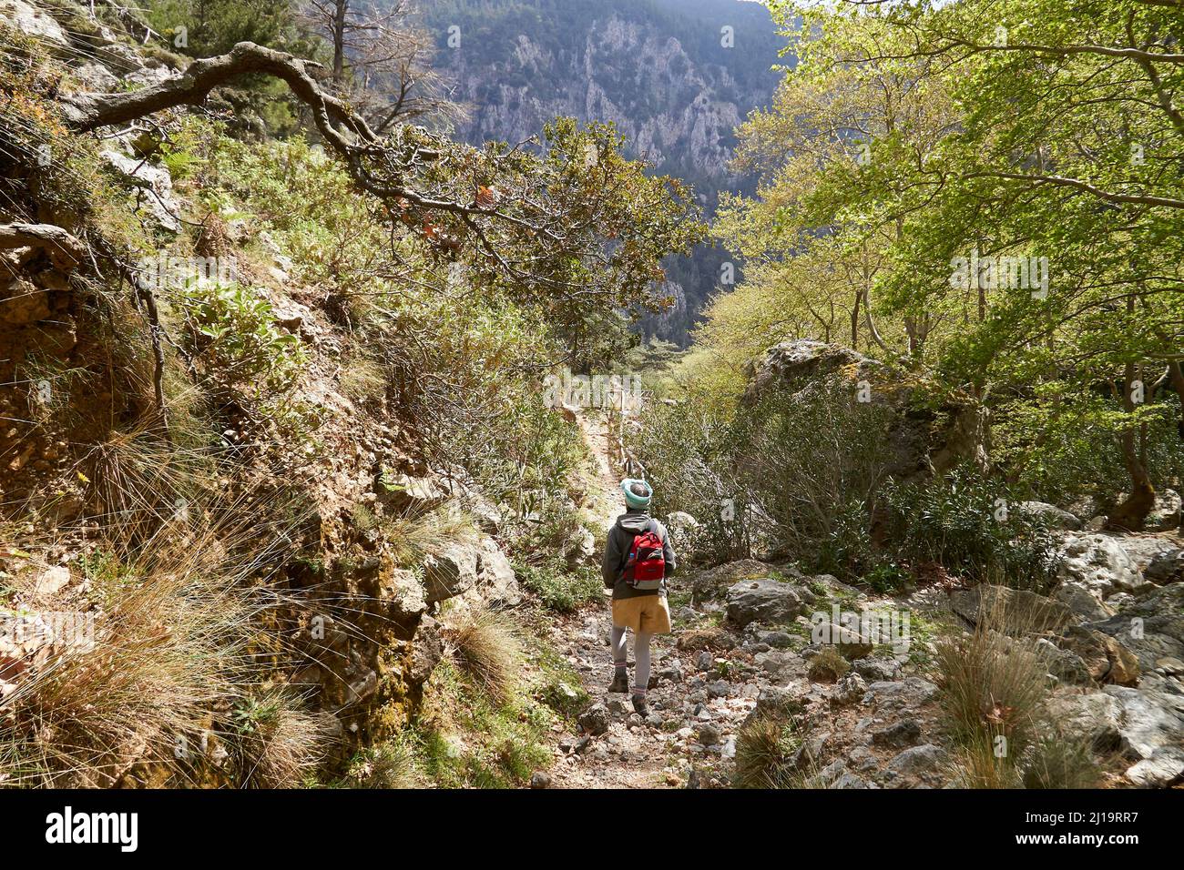 Spring in Crete, hikers from behind on hiking path, green trees left ...