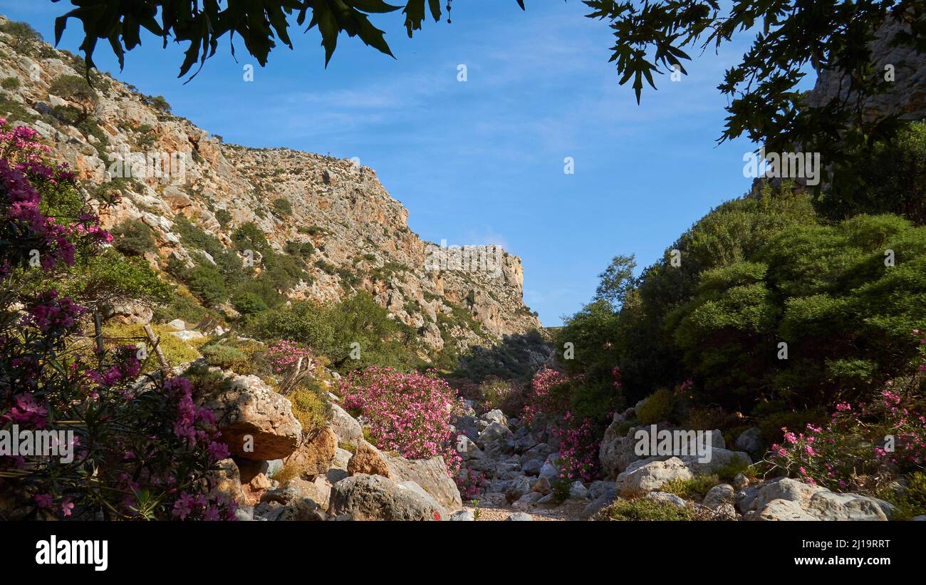 Spring in Crete, oleander (nerii) bush at the bottom of the valley ...