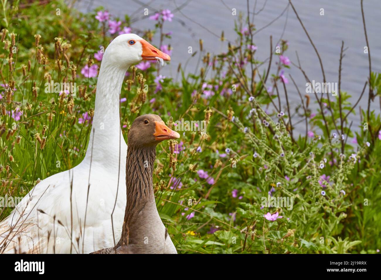 Spring in Crete, Goose (Anserem) brown, Goose (Anserem) white, Grass, Flowers, Lake, Agia, West ...