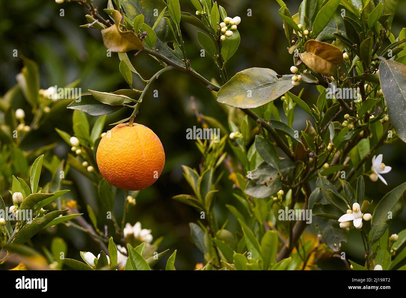 Spring in Crete, macro, orange (aurantiaco) on tree, orange blossom ...