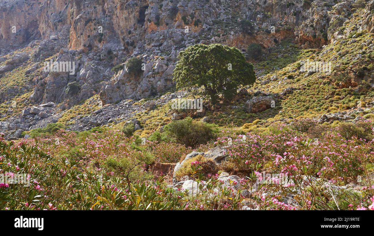Spring in Crete, oleander (nerii) bush, small green tree in the middle ...