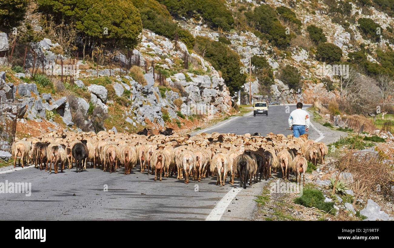 Spring in Crete, plateau, asphalt road, car, flock of sheep on road ...