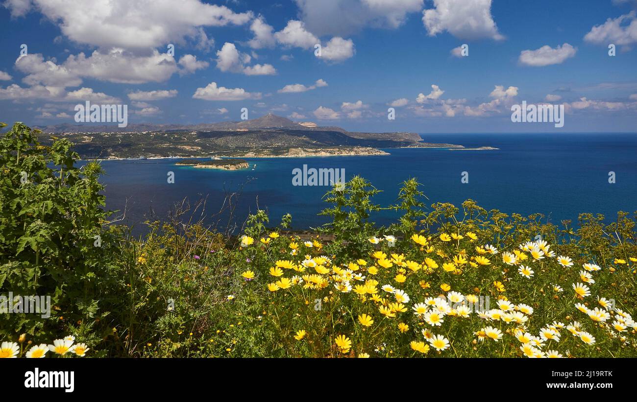 Spring in Crete, flower meadow with white and yellow flowers, view down ...