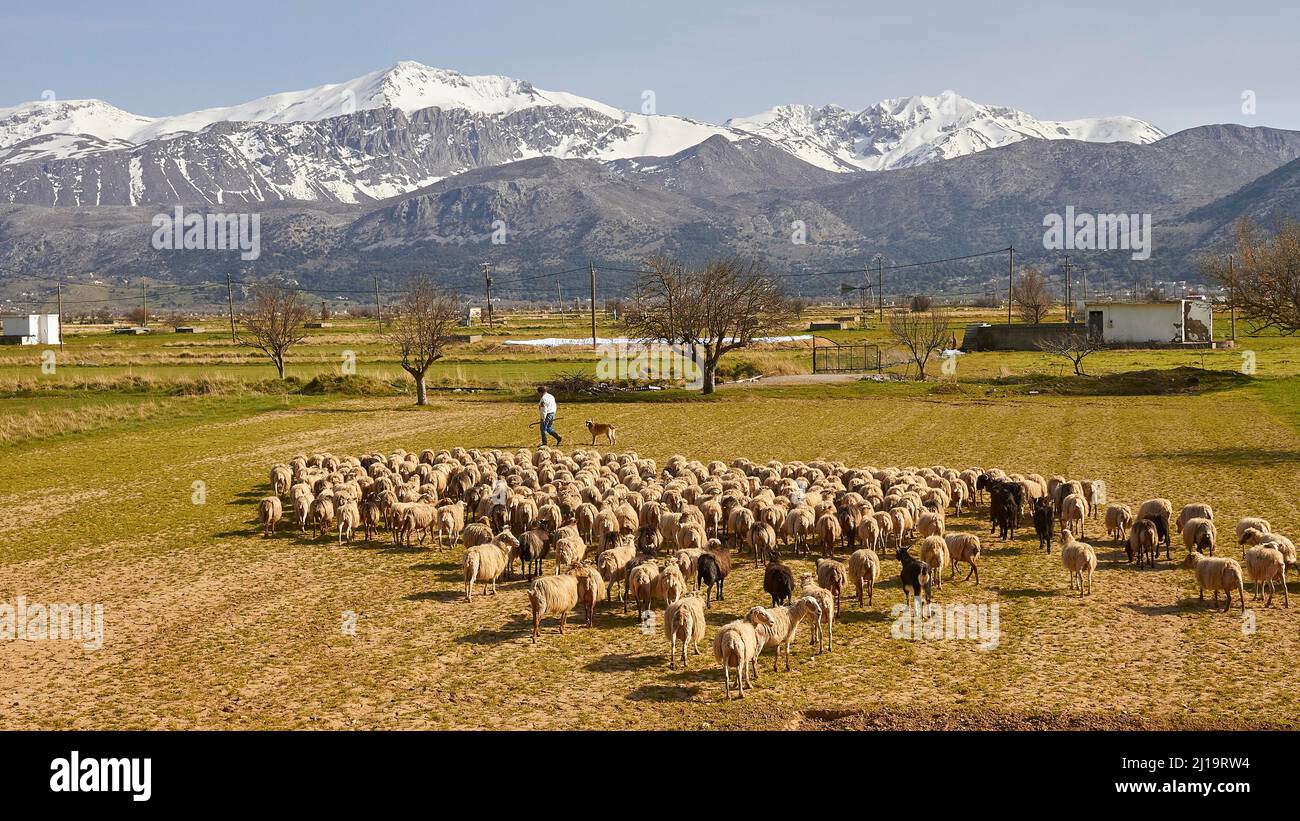 Spring in Crete, plateau, meadow, field, flock of sheep, shepherd, trees, snow-capped mountains ...