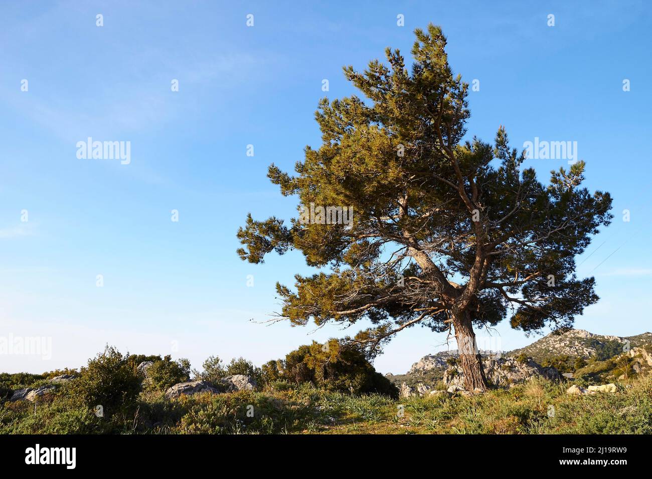 Spring in Crete, pine (maxilla), green meadow, blue sky, East Crete ...