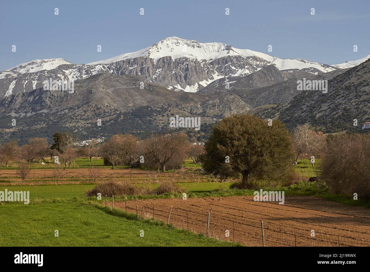 Spring in Crete, plateau, meadow, field, trees, snow-capped mountains ...