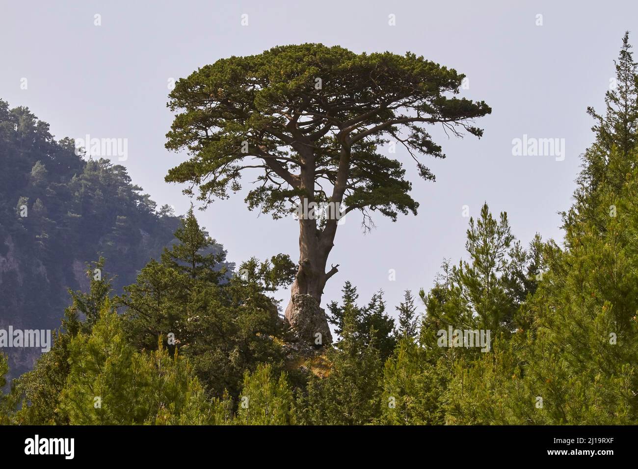 Spring in Crete, giant pine (maxilla), Samaria Gorge, Western Crete ...