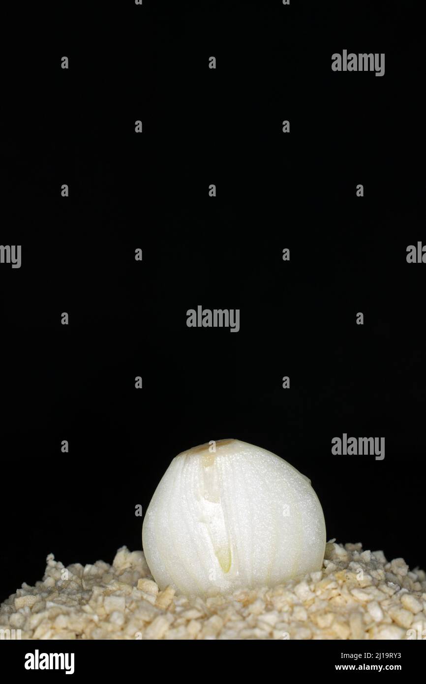 Halved fresh onion lying on freeze-dried onion flakes, studio ...
